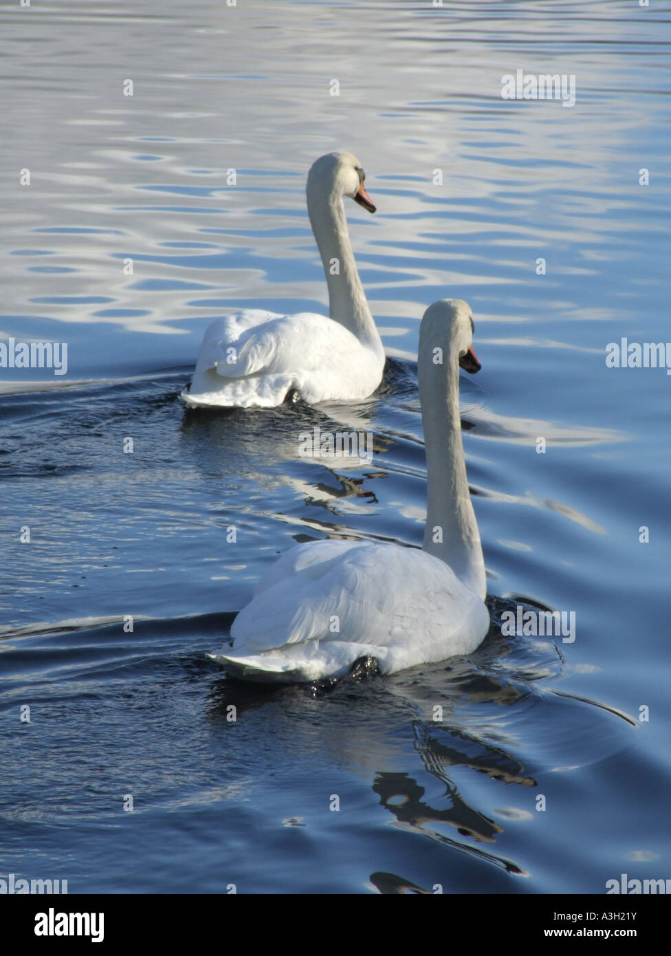Two swans paddle in hi-res stock photography and images - Alamy