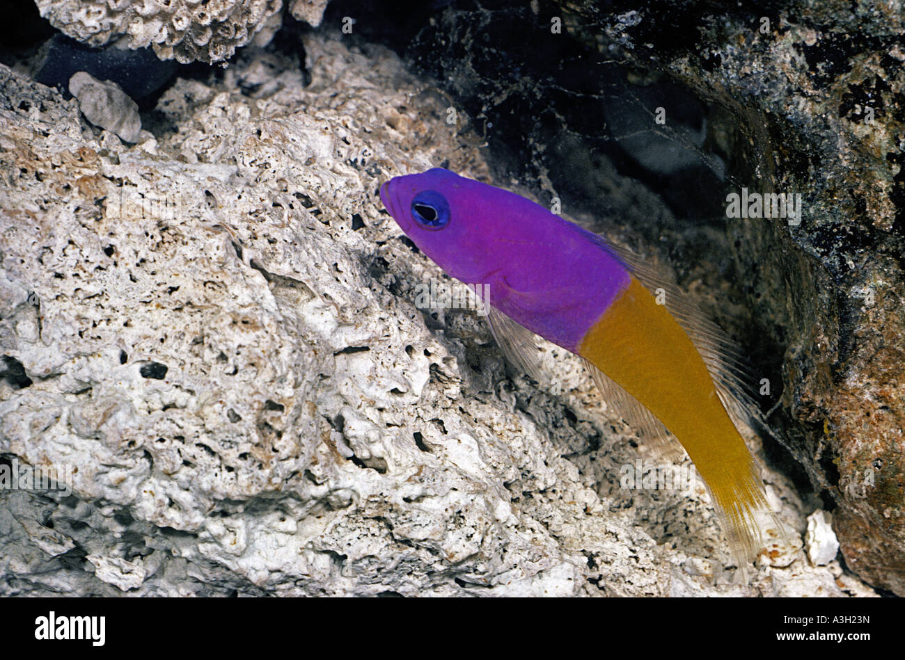 Goby Indian Ocean Stock Photo - Alamy