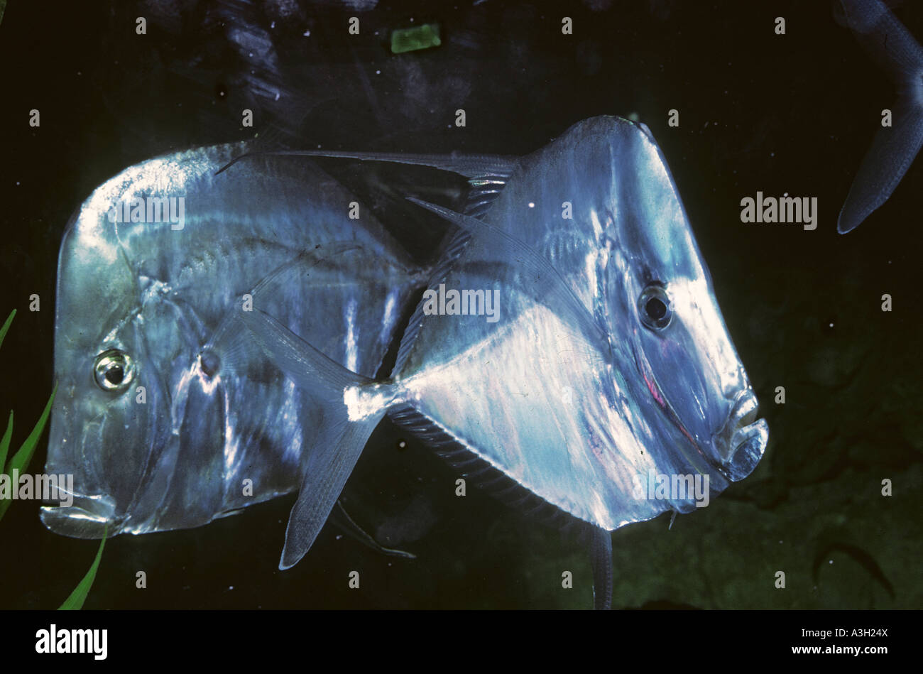 Lookdown Fish Selene vomer Stock Photo - Alamy