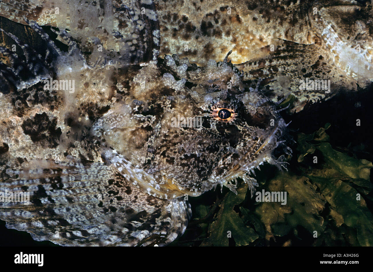 Sea Raven Hemitripterus americanus North Atlantic Ocean Stock Photo - Alamy