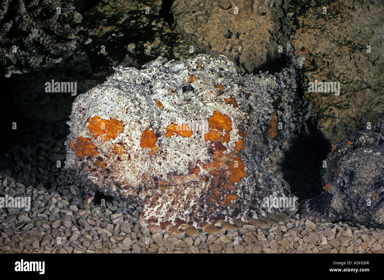 Stonefish Synanceja horrida South Pacific Stock Photo - Alamy