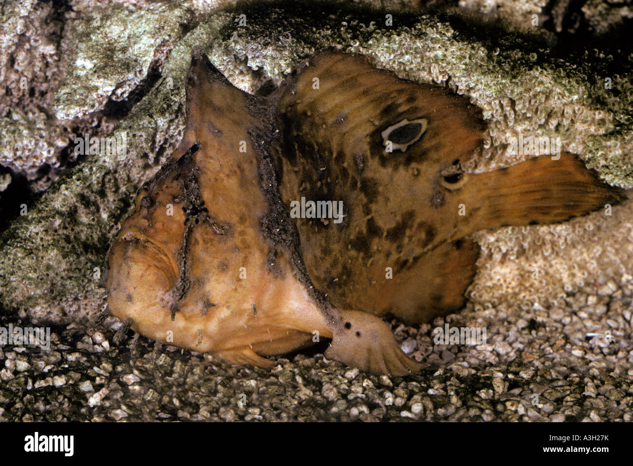 Lophiiformes anglerfish hi-res stock photography and images - Alamy