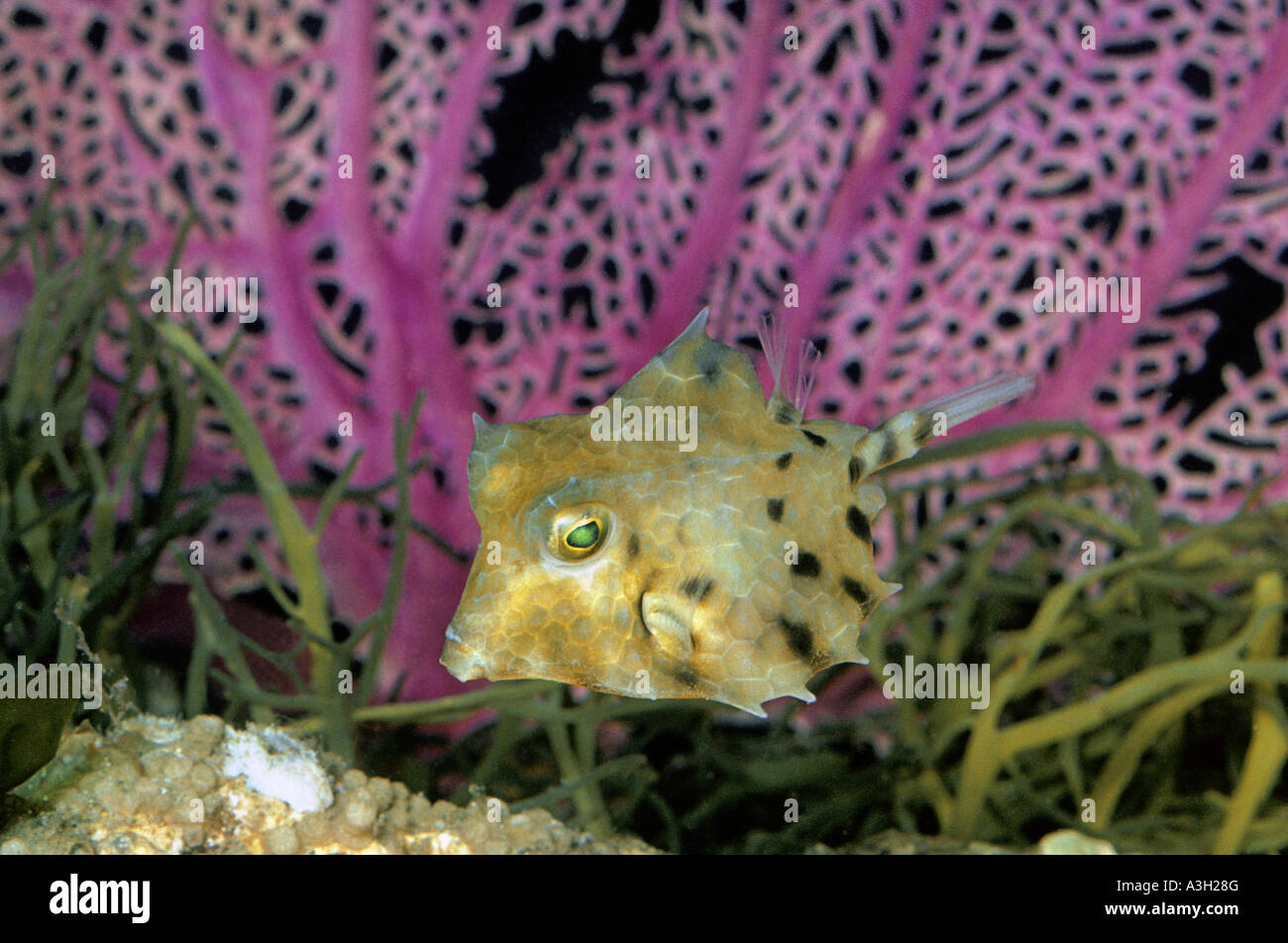 Scrawled Cowfish Acanthostracion Quadricornis Caribbean Stock Photo - Alamy