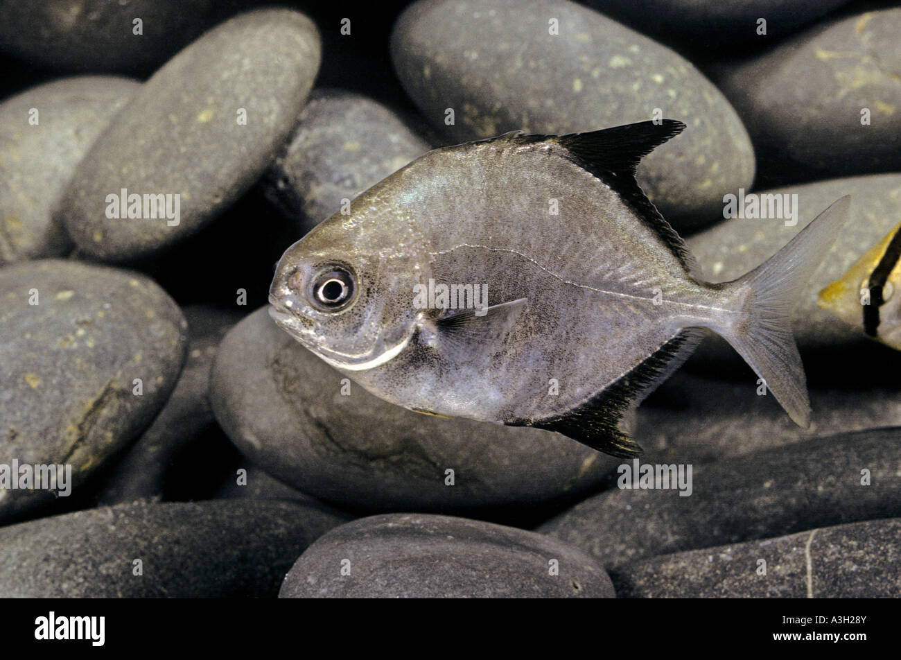 Falcatus hi-res stock photography and images - Alamy