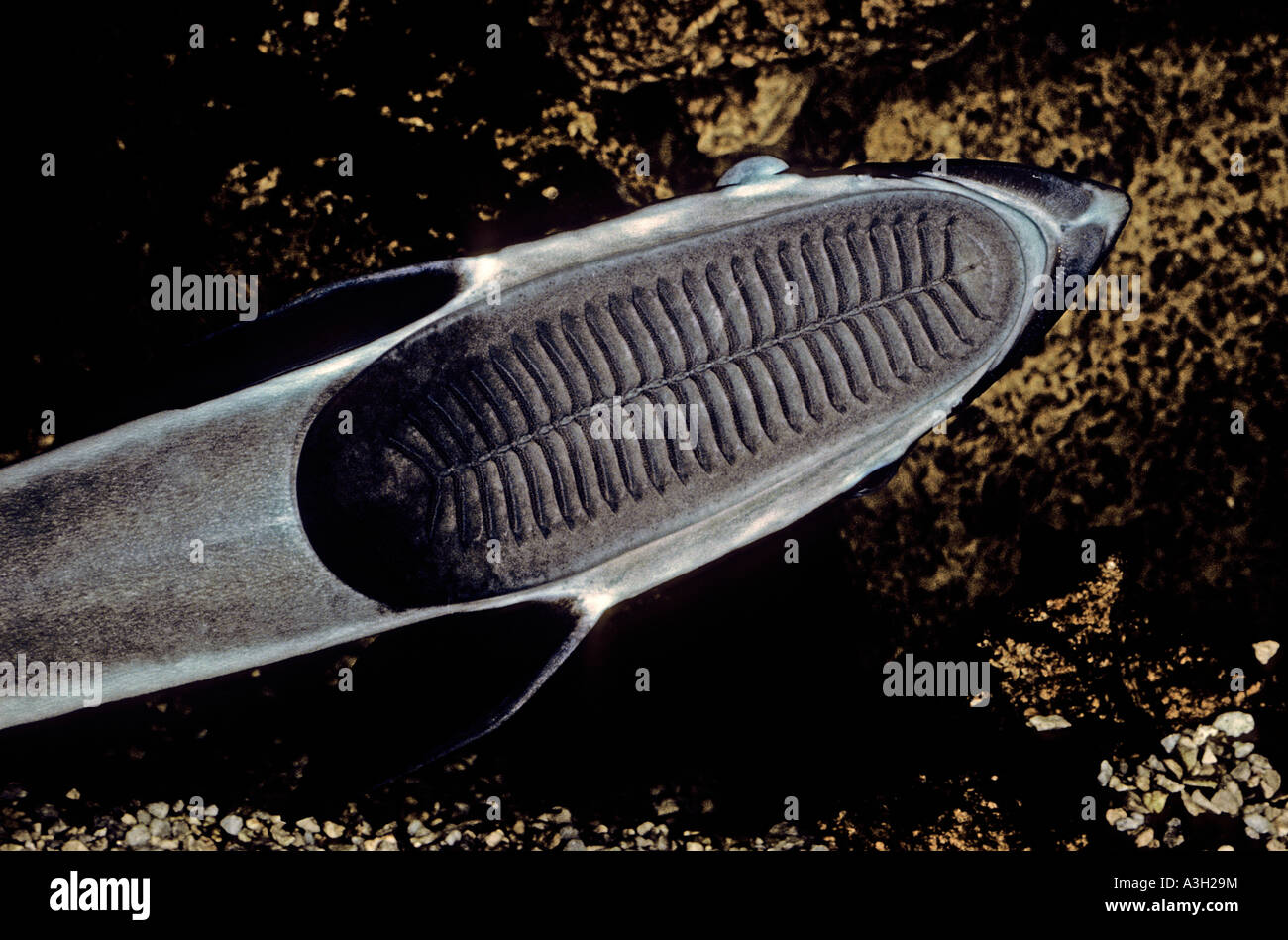 Remoa hi-res stock photography and images - Alamy