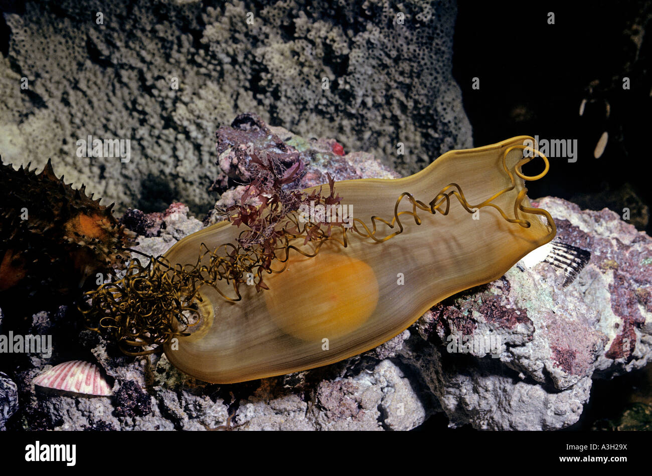 Fish egg cases hi-res stock photography and images - Alamy