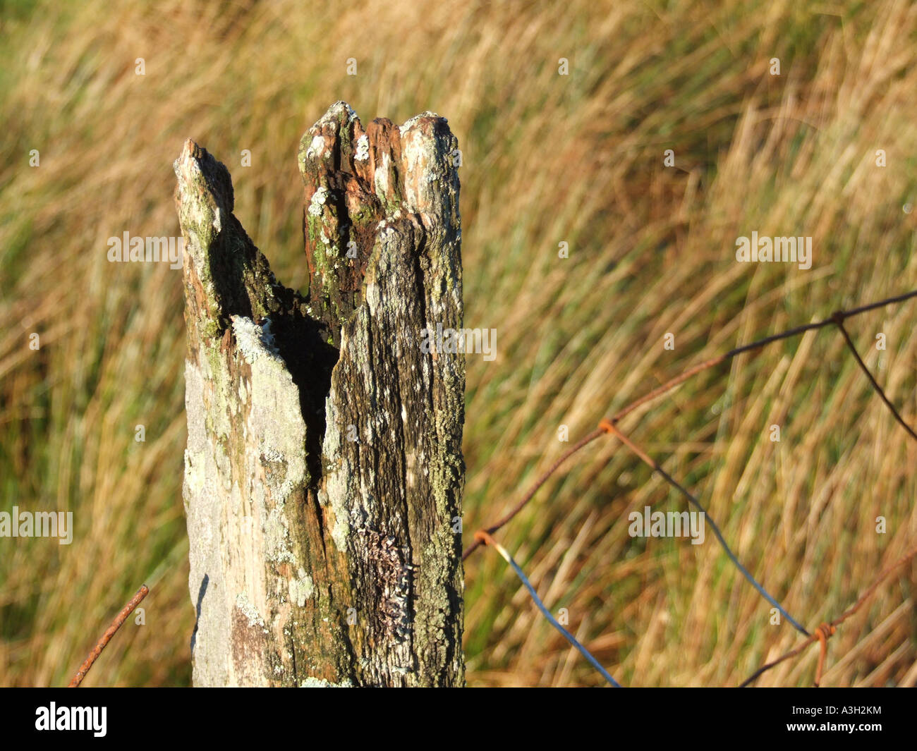 rotten wooden pole on fence outdoors Stock Photo - Alamy
