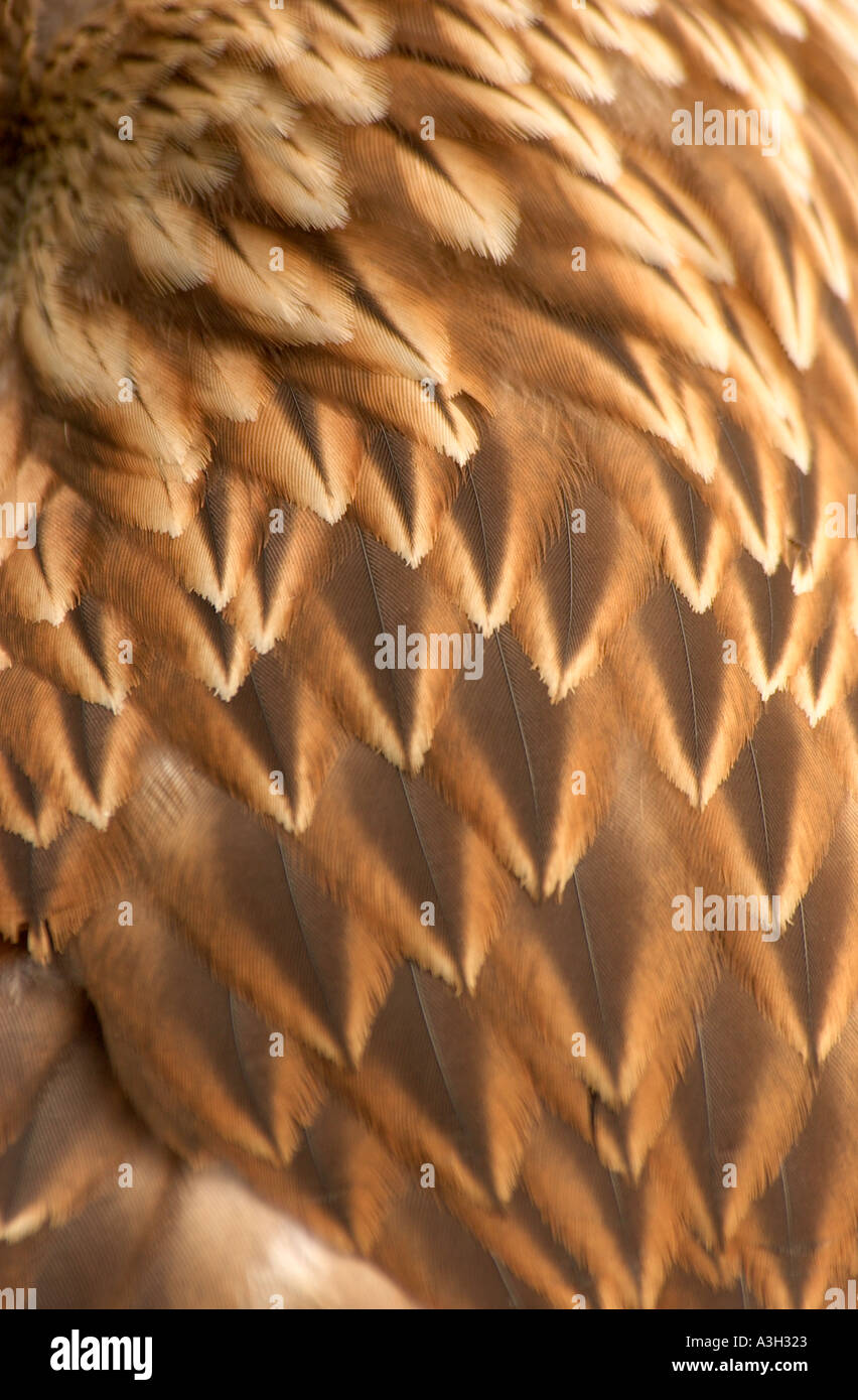 Red kite feather hi-res stock photography and images - Alamy