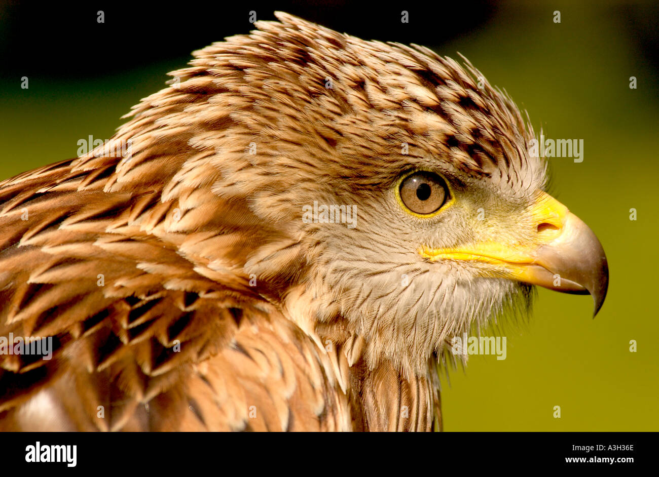 Red kite head shot hi-res stock photography and images - Alamy