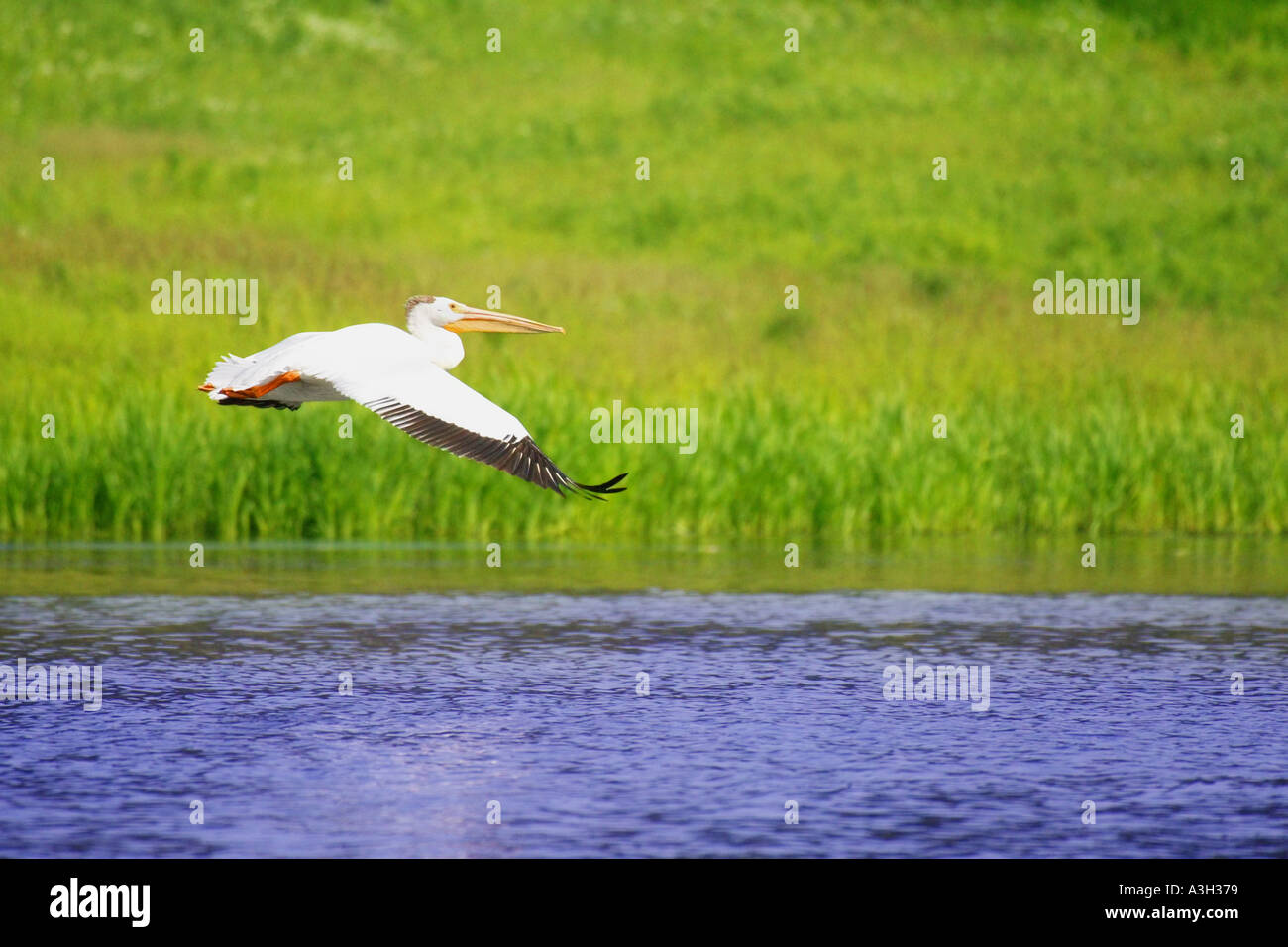 Passion for animals hi-res stock photography and images - Alamy