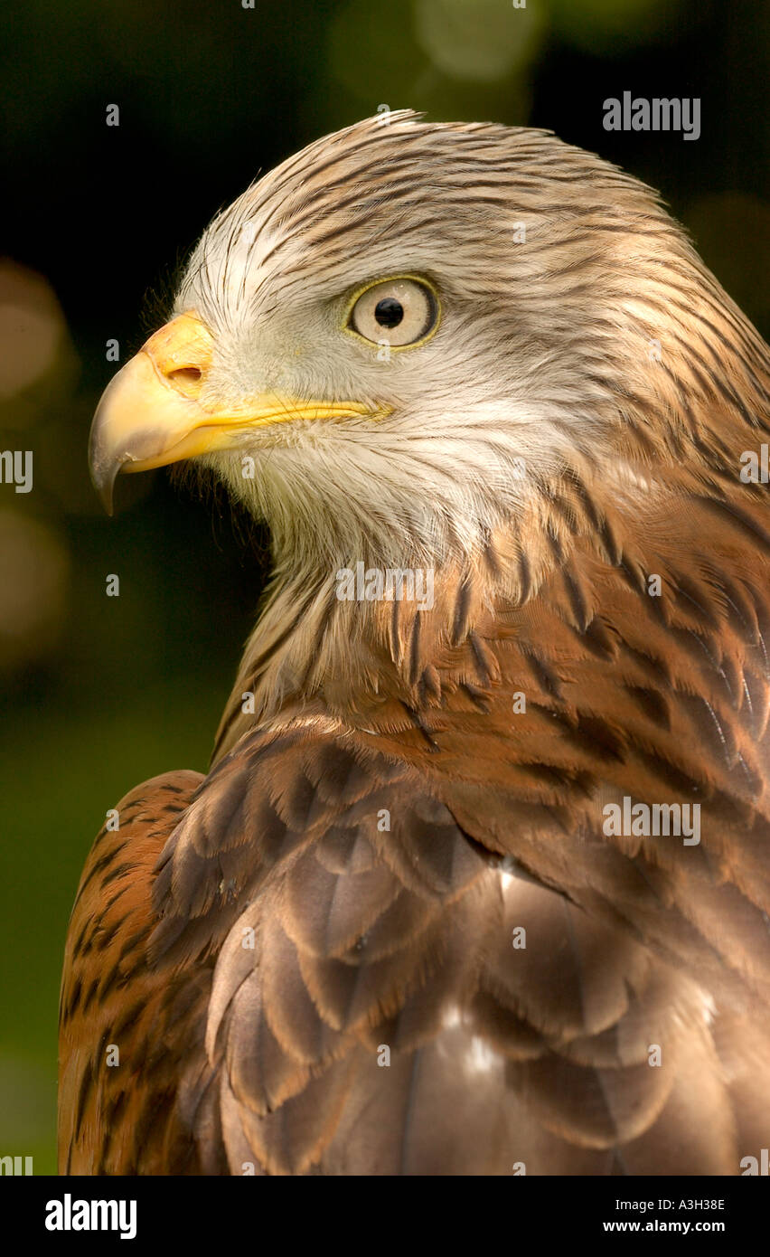 red kite portrait Stock Photo - Alamy