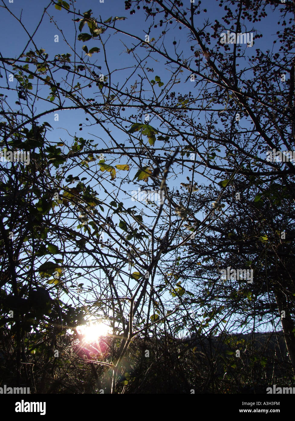 sun breaking through trees in countryside landscape Stock Photo - Alamy
