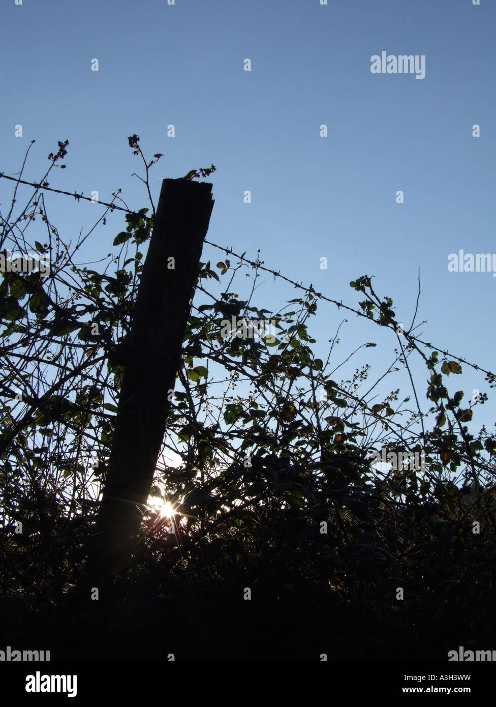 sun breaking through brambles and fence post Stock Photo - Alamy