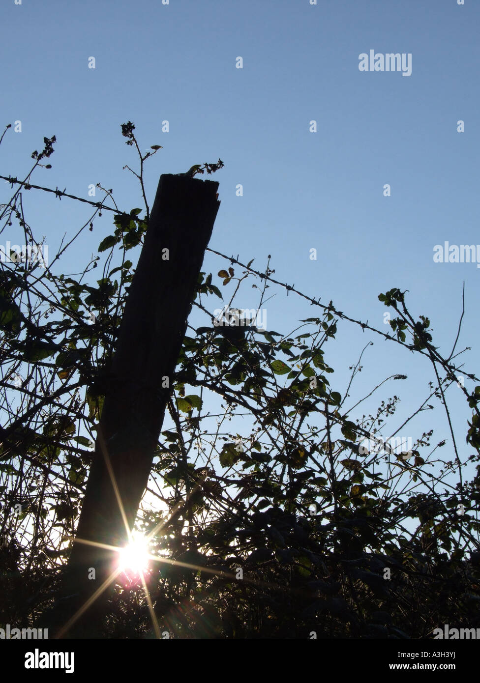 sun breaking through brambles and fence post Stock Photo - Alamy
