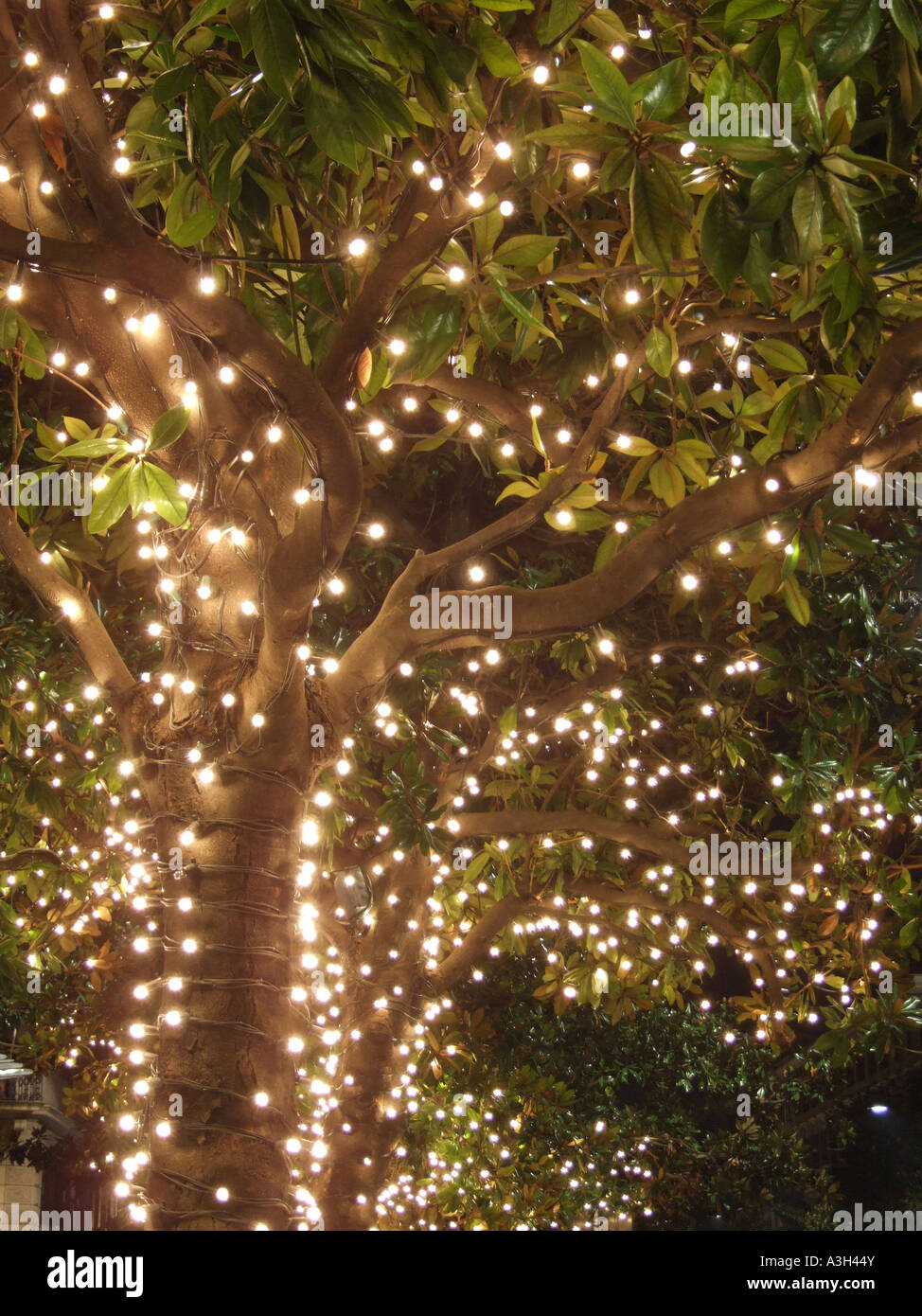 tree covered with bright lights at night Stock Photo - Alamy