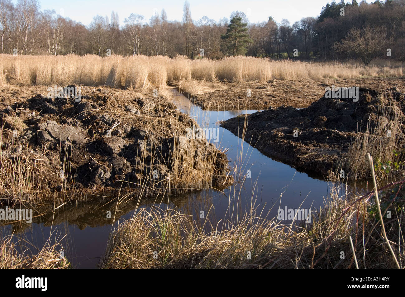 Reeds Harvest at How Hill in the Norfolk Broads, How Hill, East Anglia ...