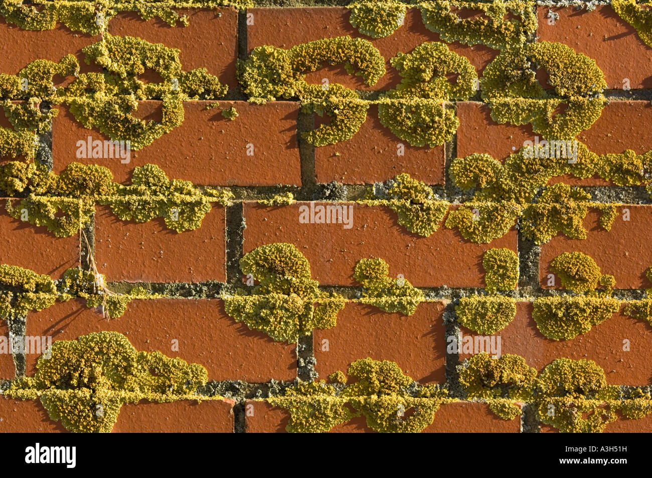 Mossy brick wall Stock Photo - Alamy