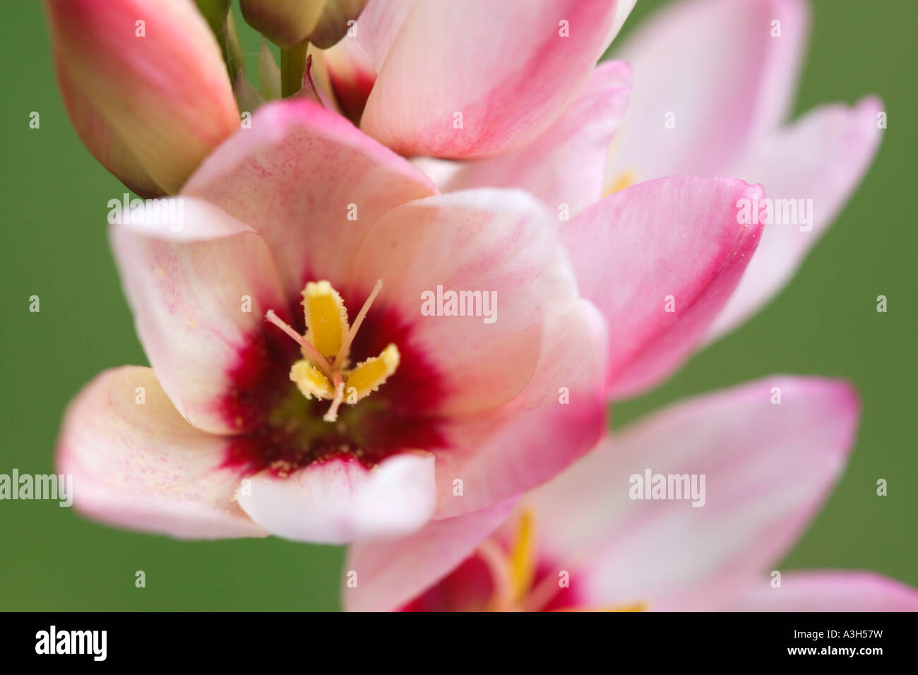 Ixia flower hi-res stock photography and images - Alamy