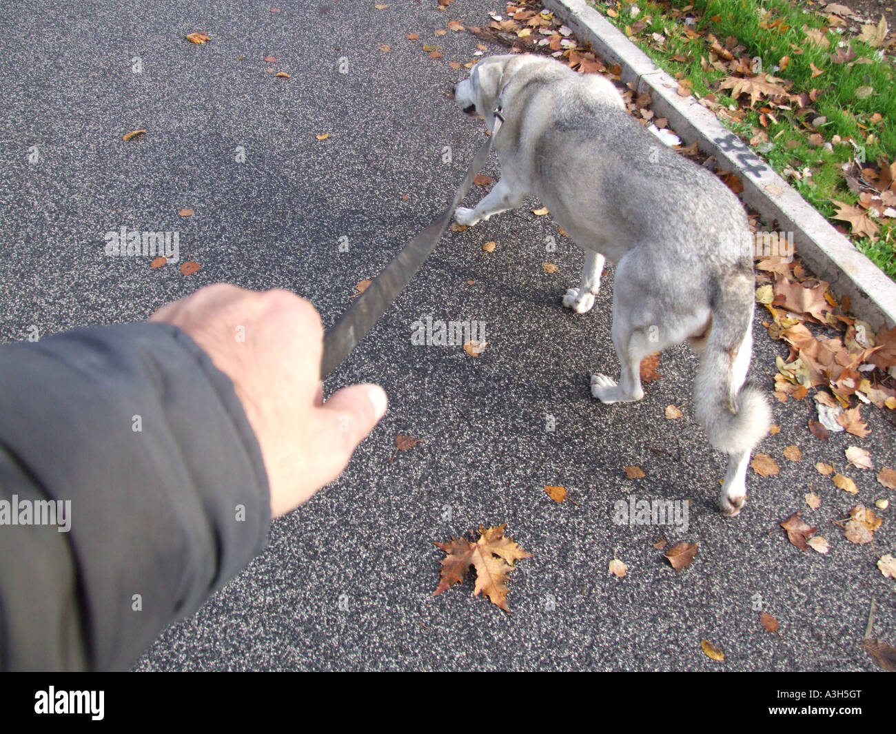 man talking dog for a walk Stock Photo - Alamy