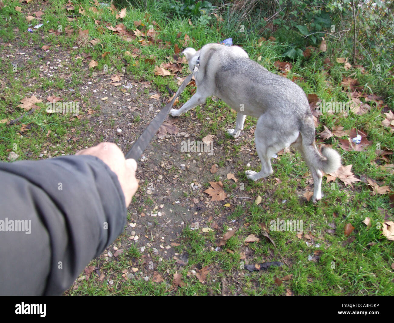 man talking dog for a walk Stock Photo - Alamy