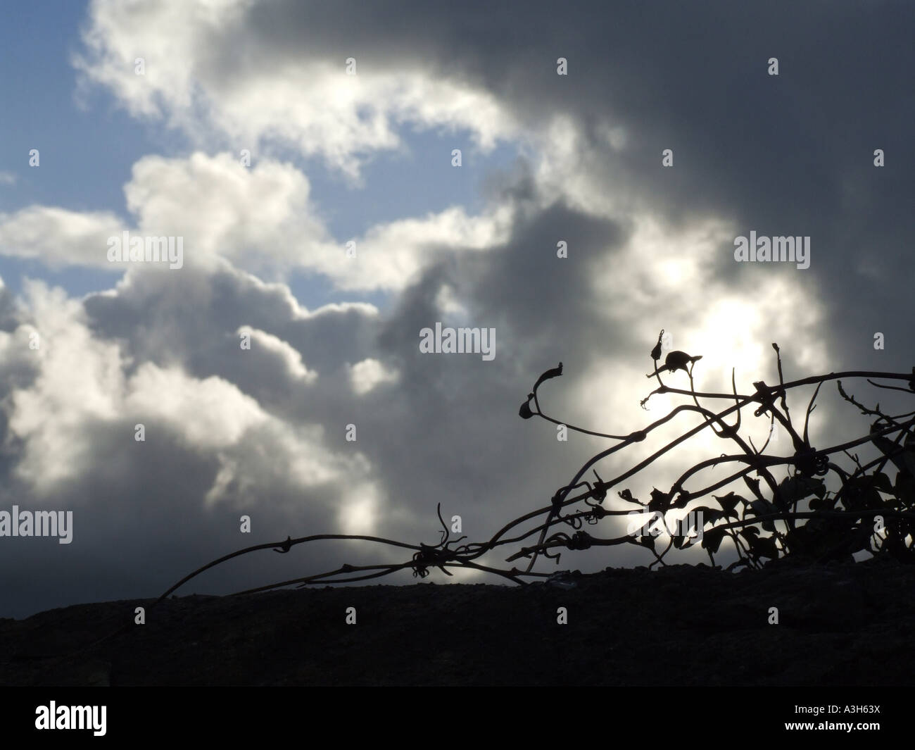 backlit bush in country Stock Photo - Alamy