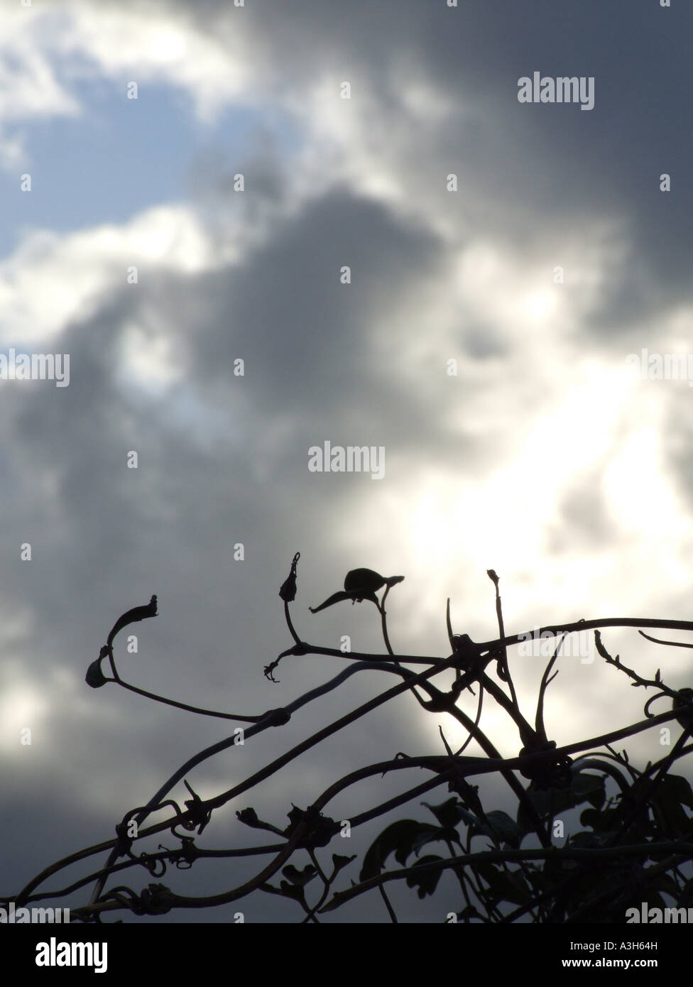 backlit bush in country Stock Photo - Alamy