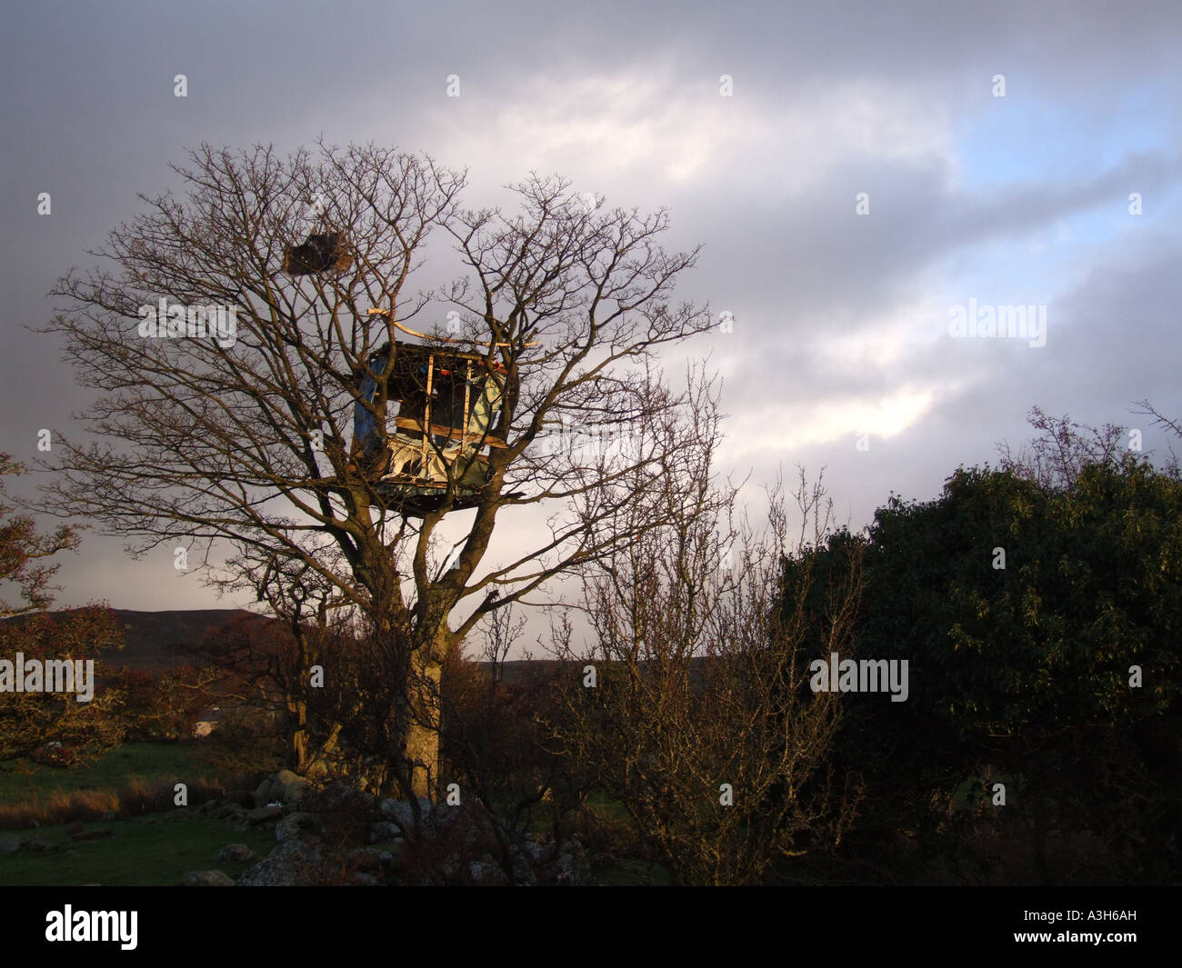 one tree house in dark landscape in countryside Stock Photo - Alamy