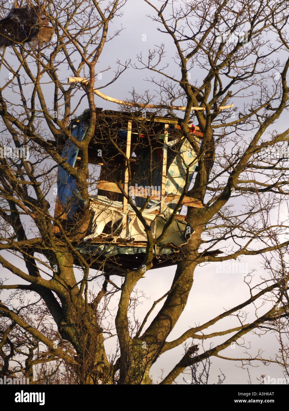 one tree house in dark landscape in countryside Stock Photo - Alamy