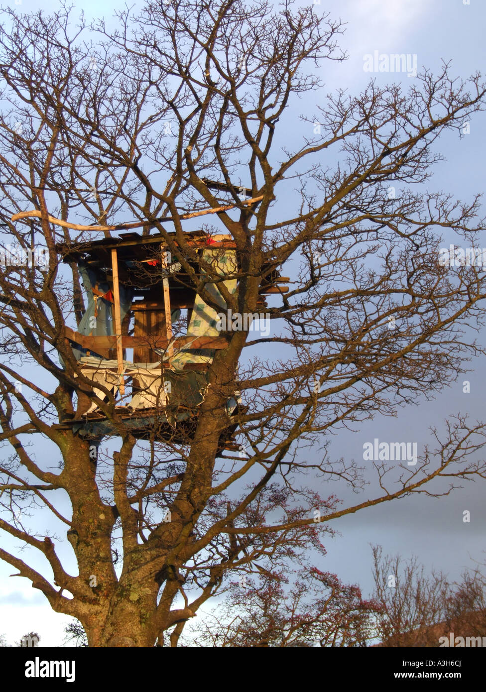 one tree house in dark landscape in countryside Stock Photo - Alamy