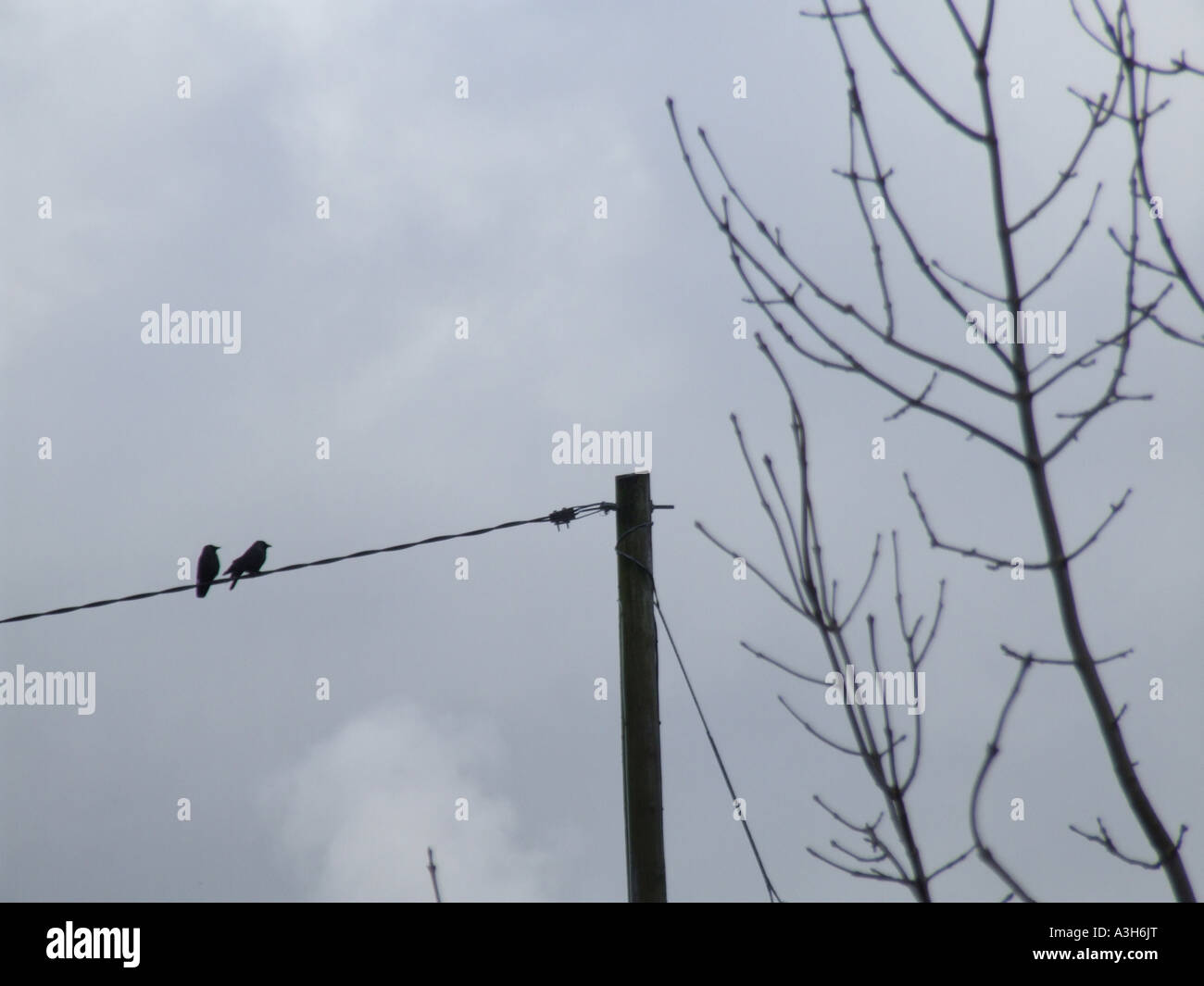 Birds On Phone Wires High Resolution Stock Photography and Images - Alamy