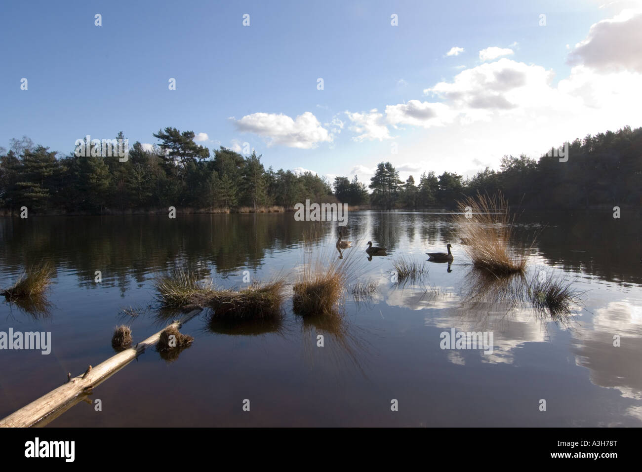 Thursley Nature Reserve - Surrey - UK Stock Photo - Alamy
