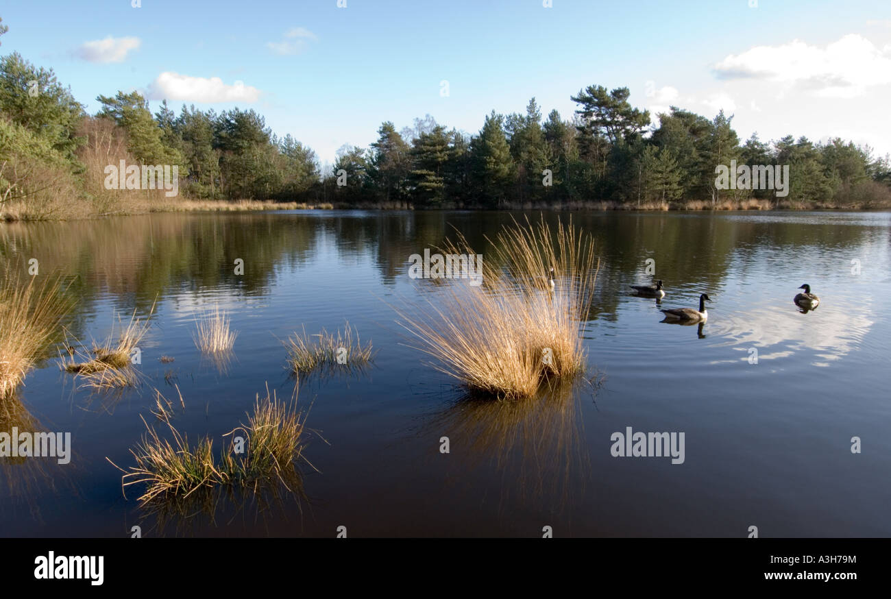 Thursley Nature Reserve - Surrey - UK Stock Photo - Alamy