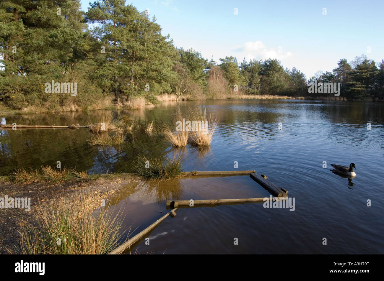 Moat pond thursley common hi-res stock photography and images - Alamy