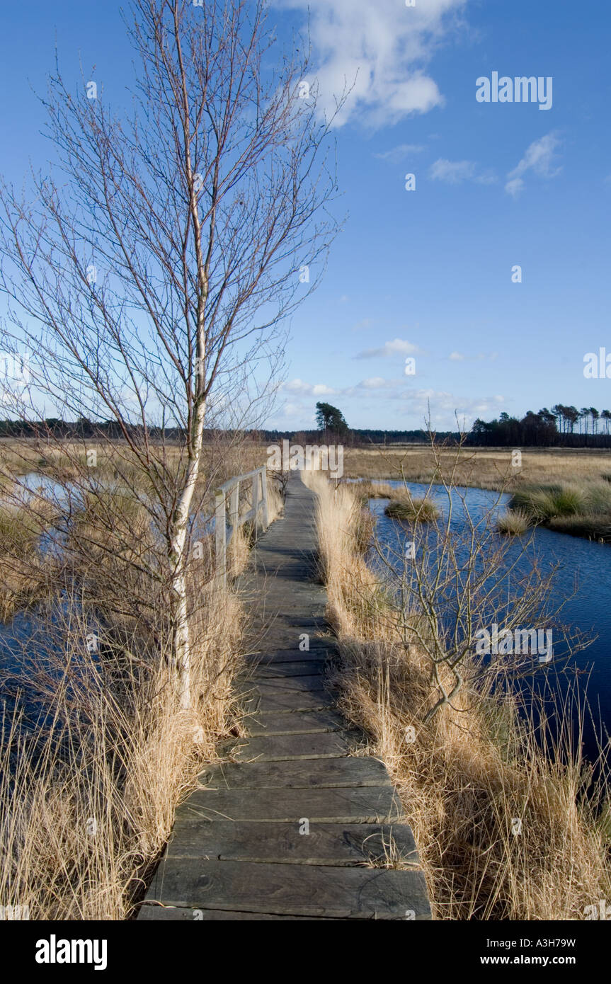 Thursley Nature Reserve - Surrey - UK Stock Photo - Alamy