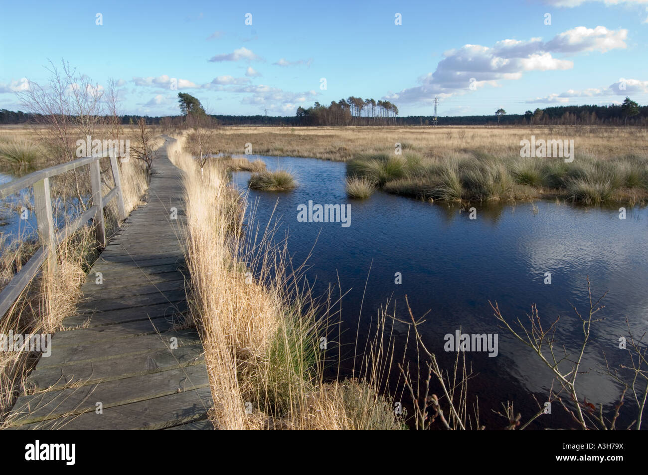 Thursley Nature Reserve - Surrey - UK Stock Photo - Alamy