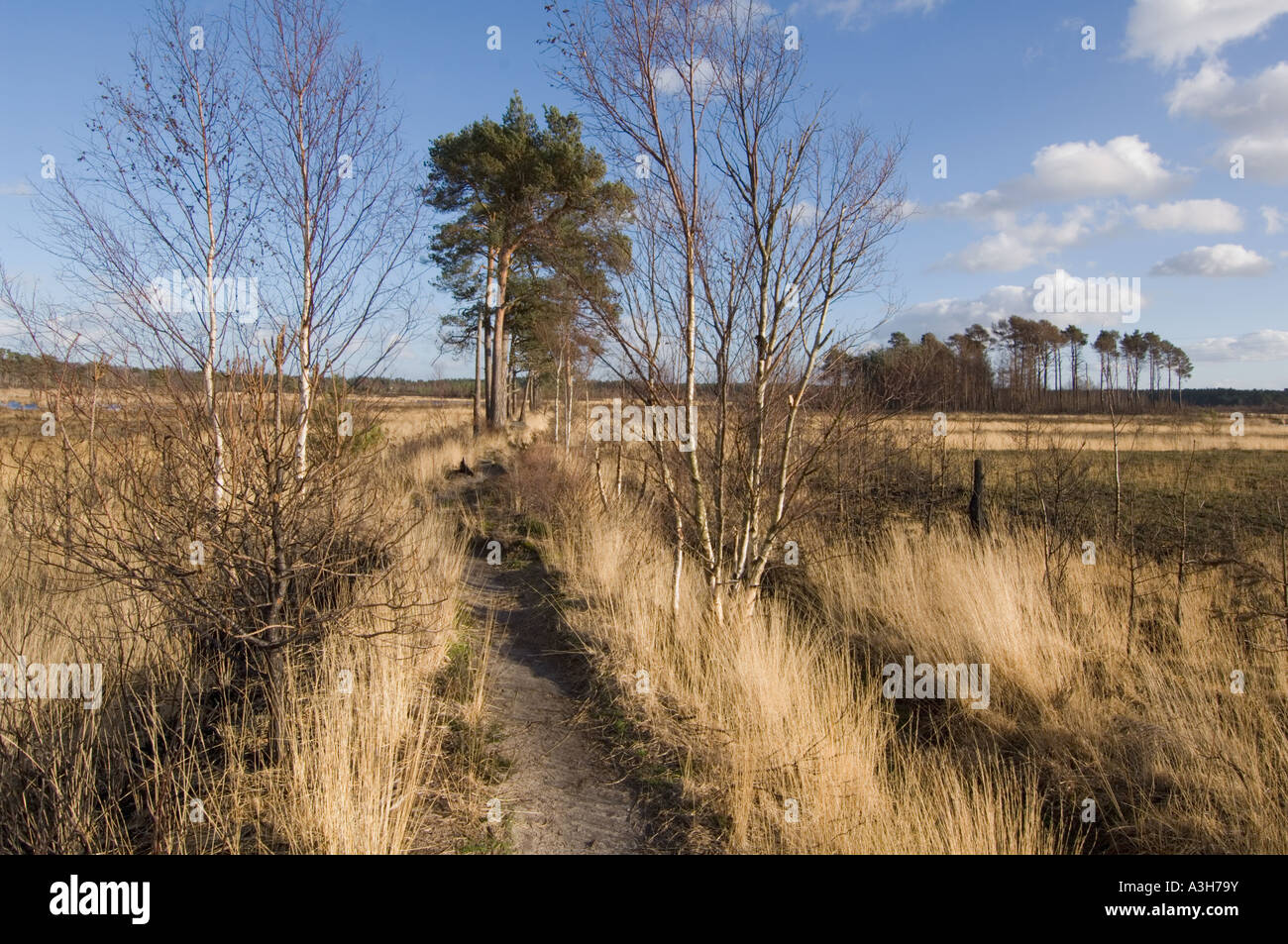 Thursley Nature Reserve - Surrey - UK Stock Photo - Alamy