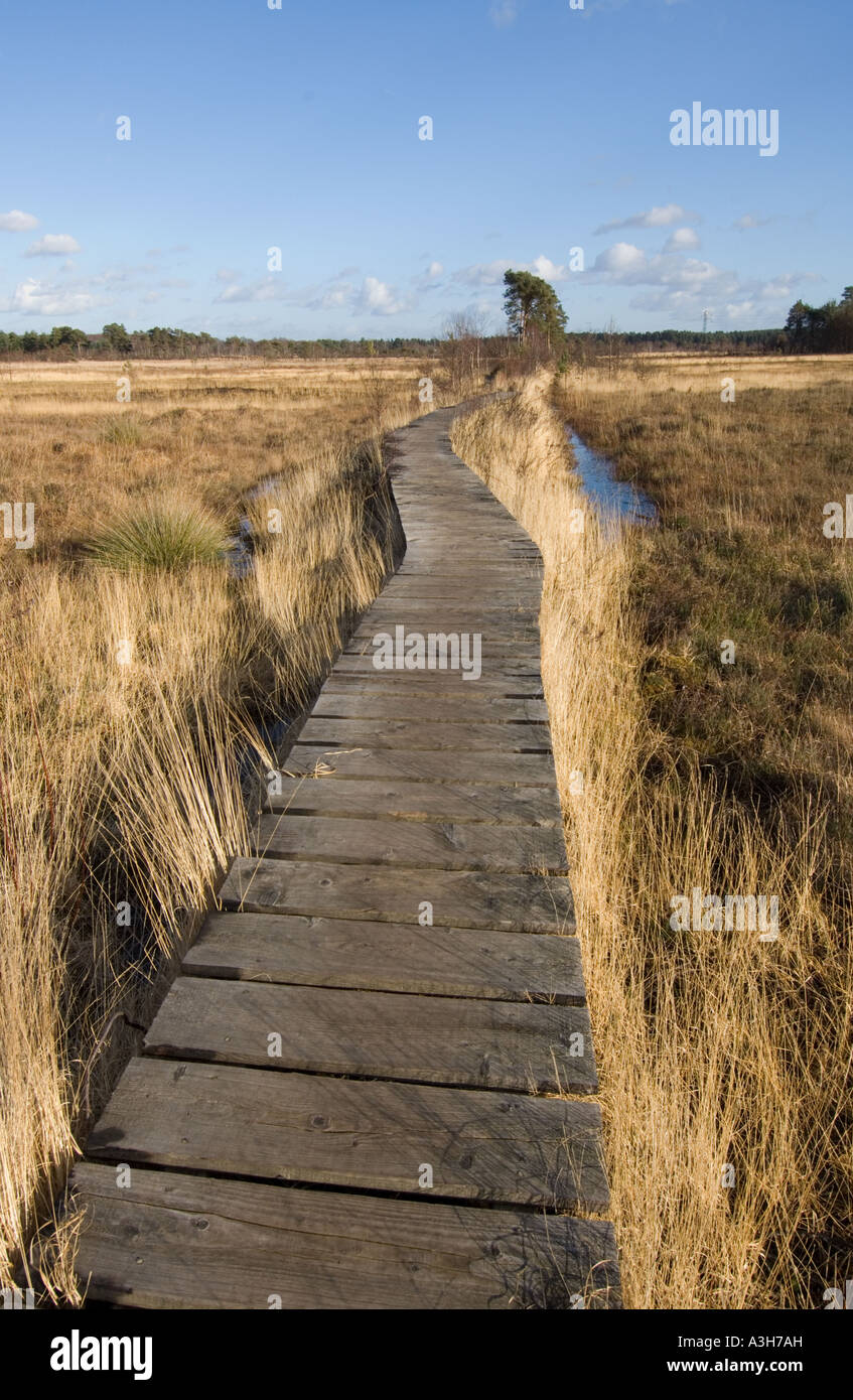 Thursley Nature Reserve - Surrey - UK Stock Photo - Alamy