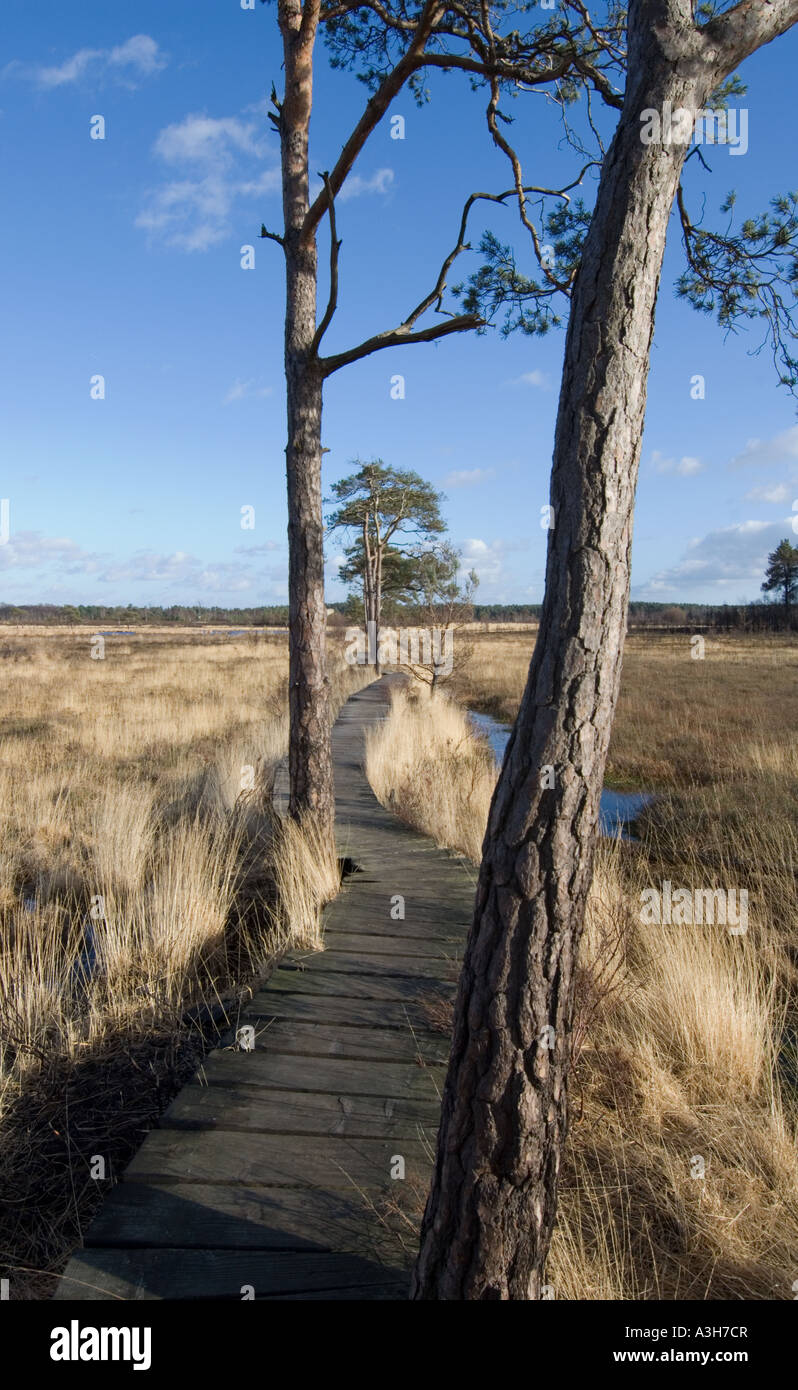 Thursley Nature Reserve - Surrey - UK Stock Photo - Alamy