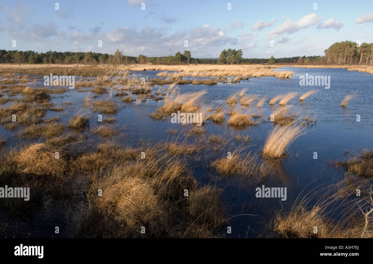 Thursley Nature Reserve - Surrey - UK Stock Photo - Alamy