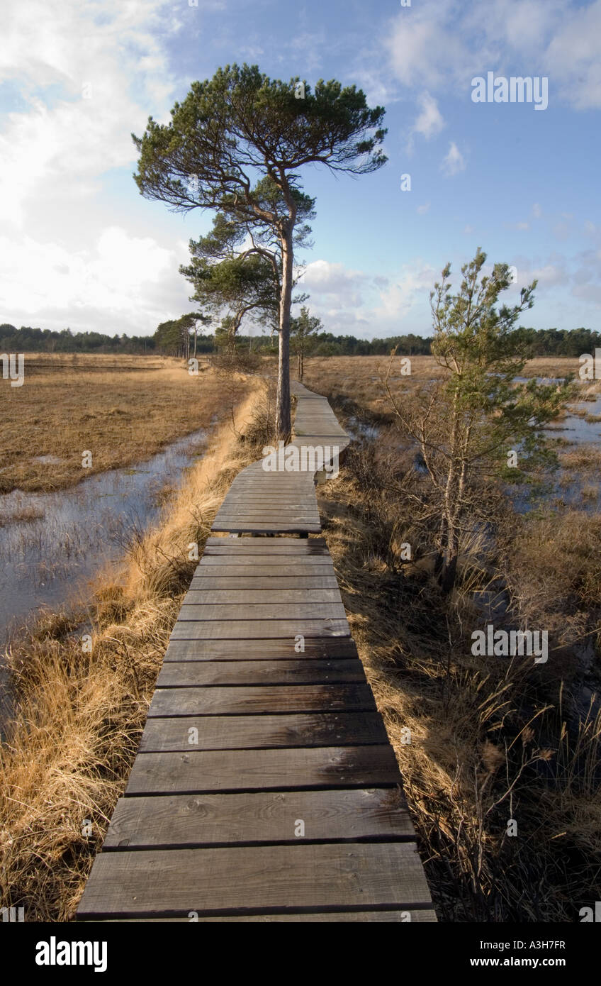 Thursley Nature Reserve - Surrey - UK Stock Photo - Alamy