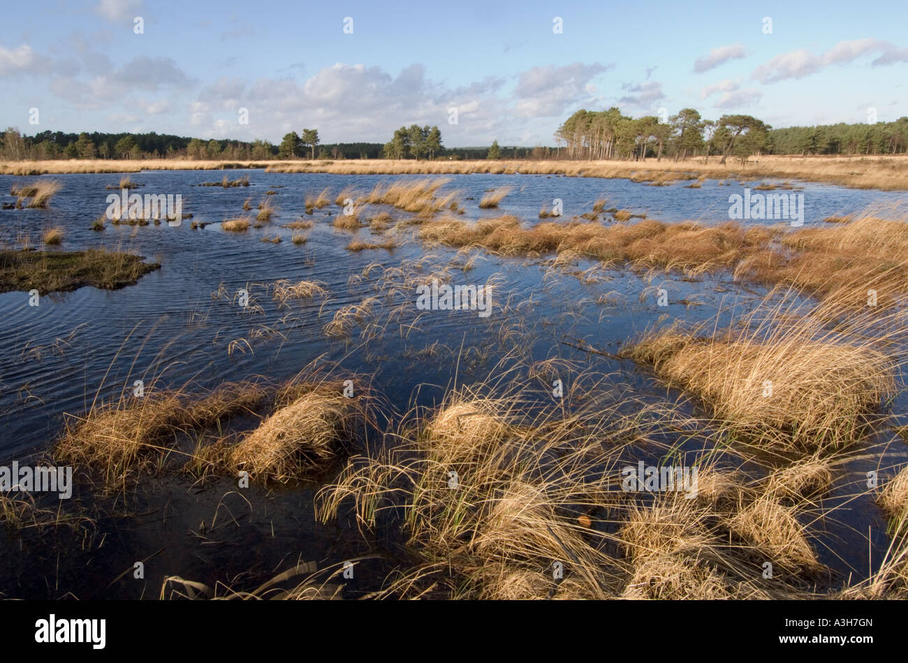 Thursley Nature Reserve - Surrey - UK Stock Photo - Alamy