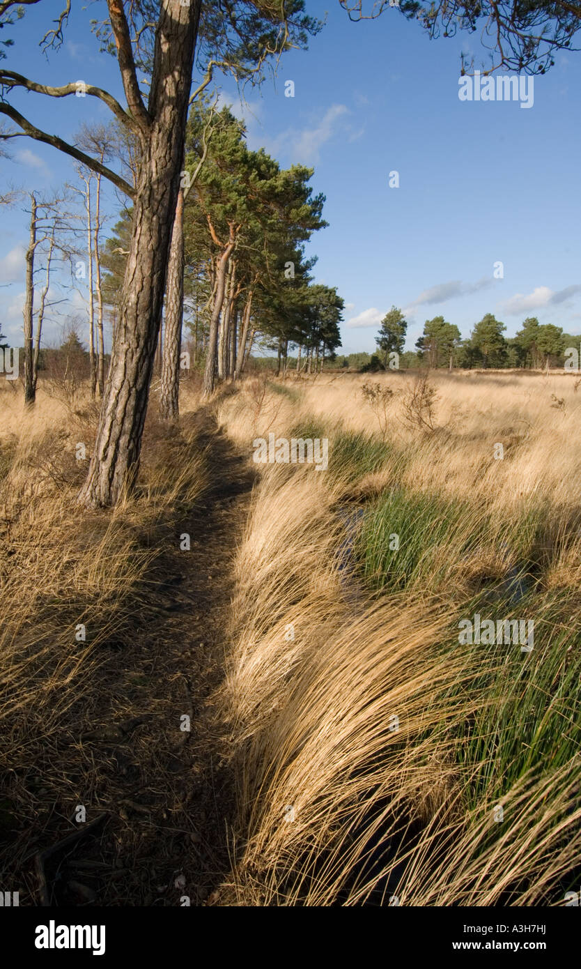 Thursley Nature Reserve - Surrey - UK Stock Photo - Alamy