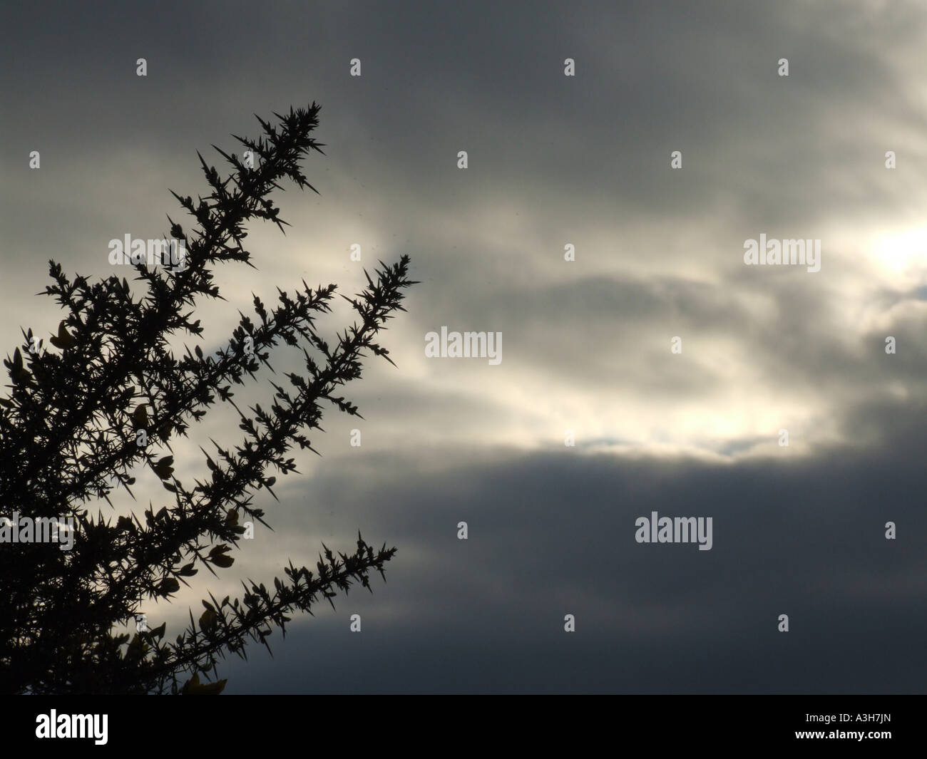 heather bush against dark sky Stock Photo - Alamy