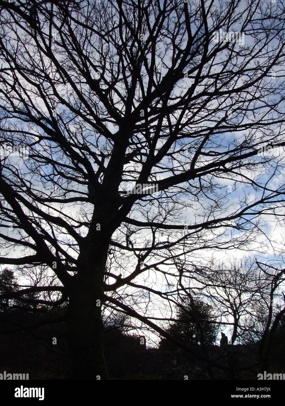 dark tree and dramatic sky Stock Photo - Alamy