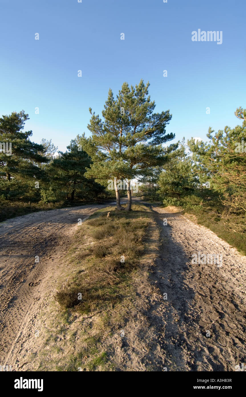 Frensham Little Pond - Surrey - UK Stock Photo - Alamy
