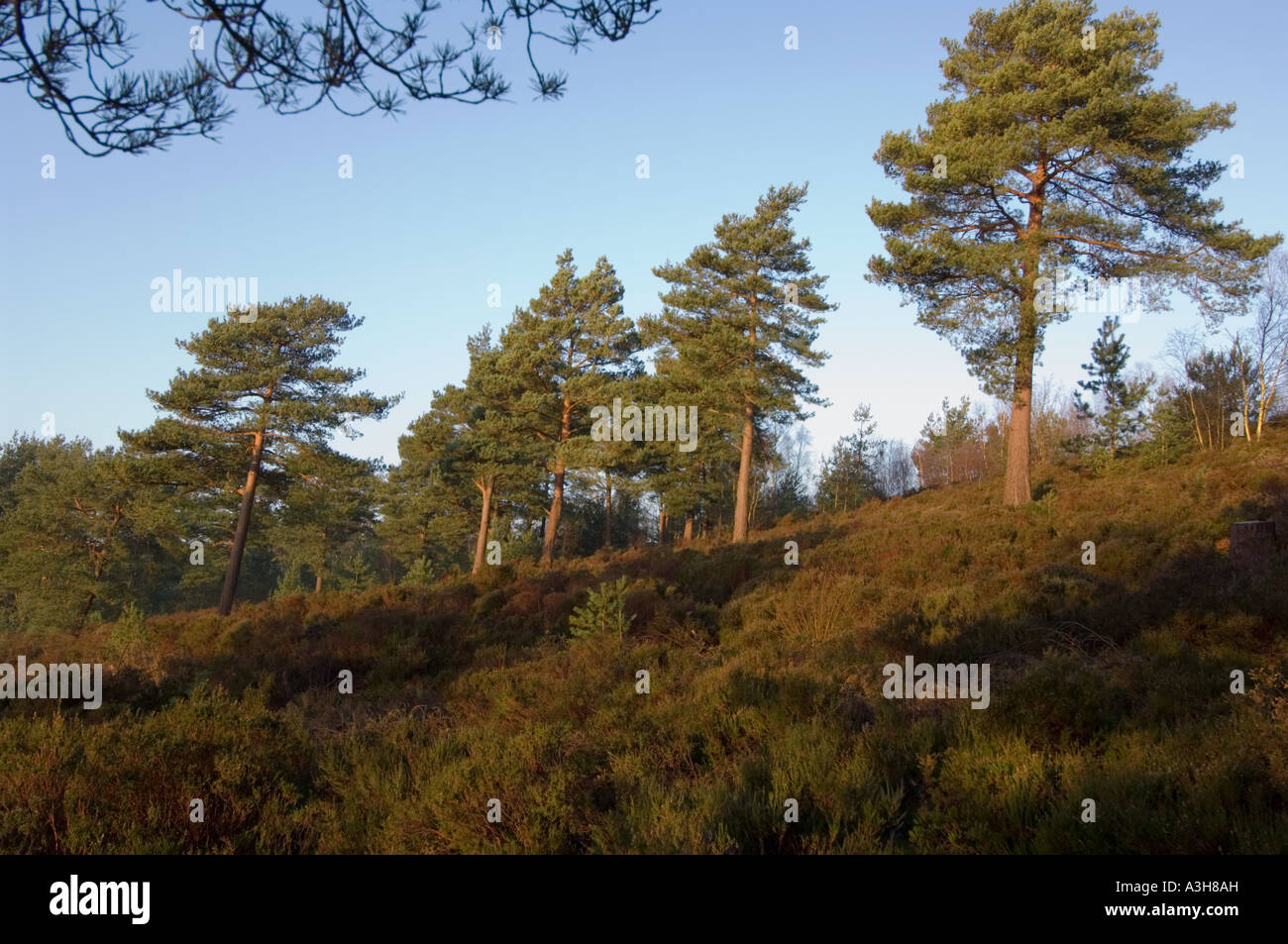 Frensham Little Pond - Surrey - UK Stock Photo - Alamy
