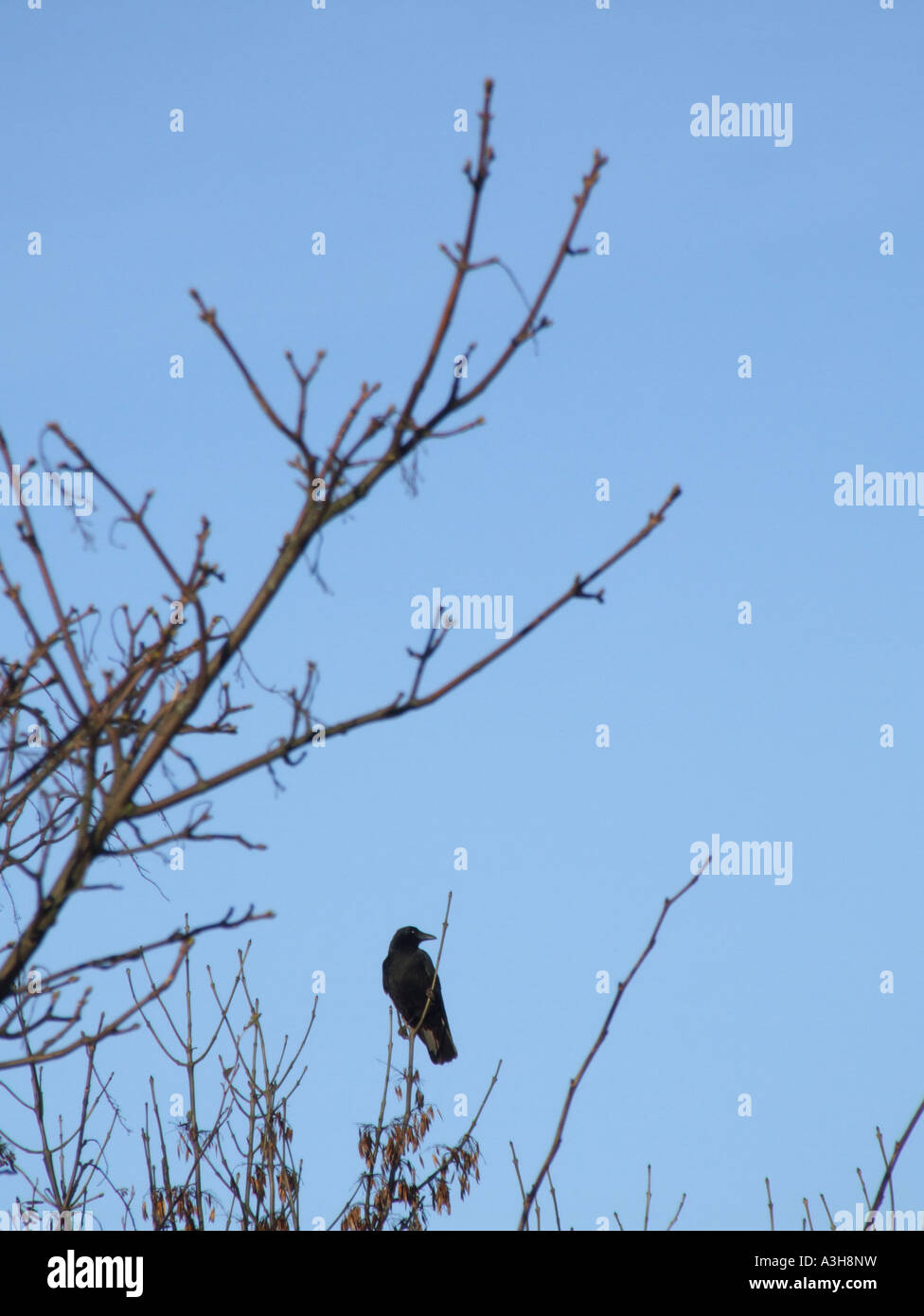 one black bird in tree Stock Photo - Alamy