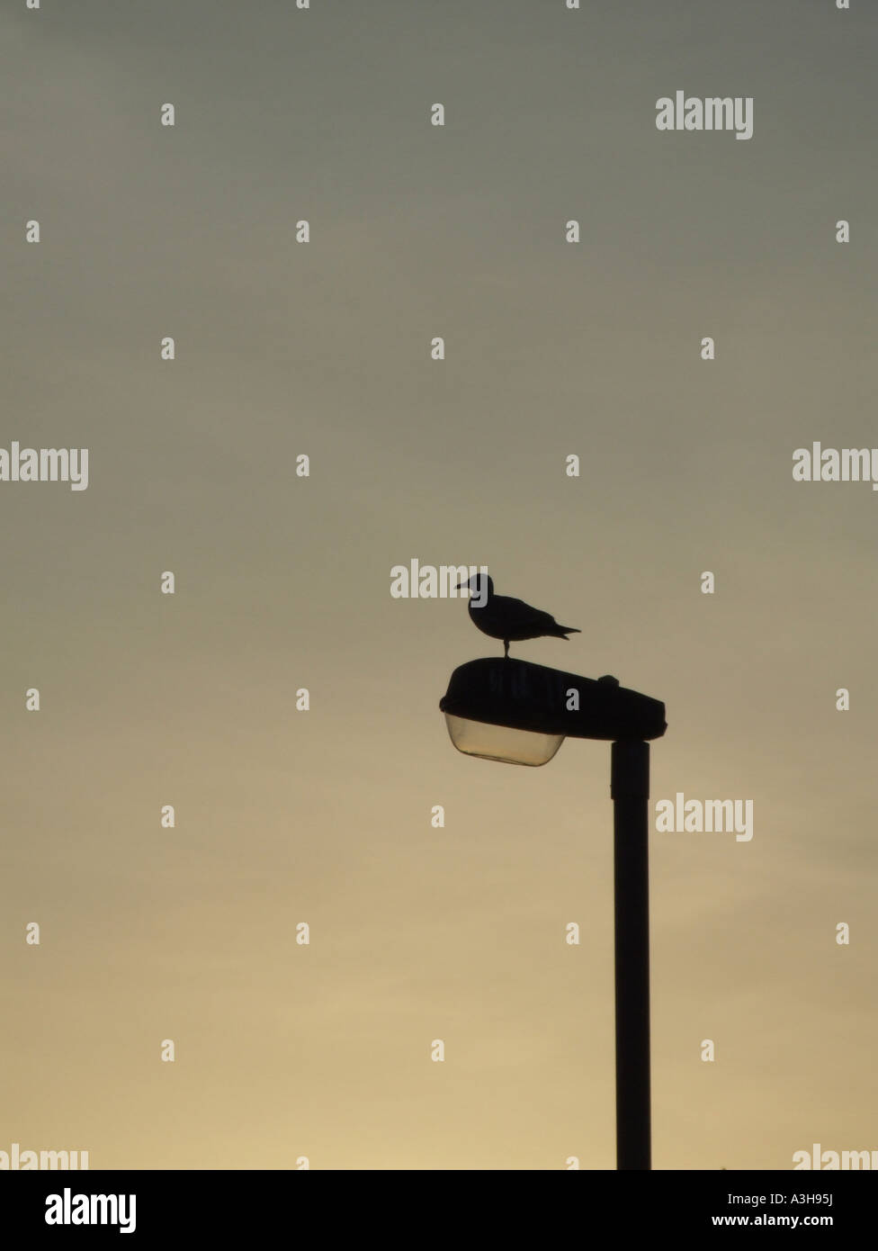 bird on lamp post in morning sun Stock Photo - Alamy
