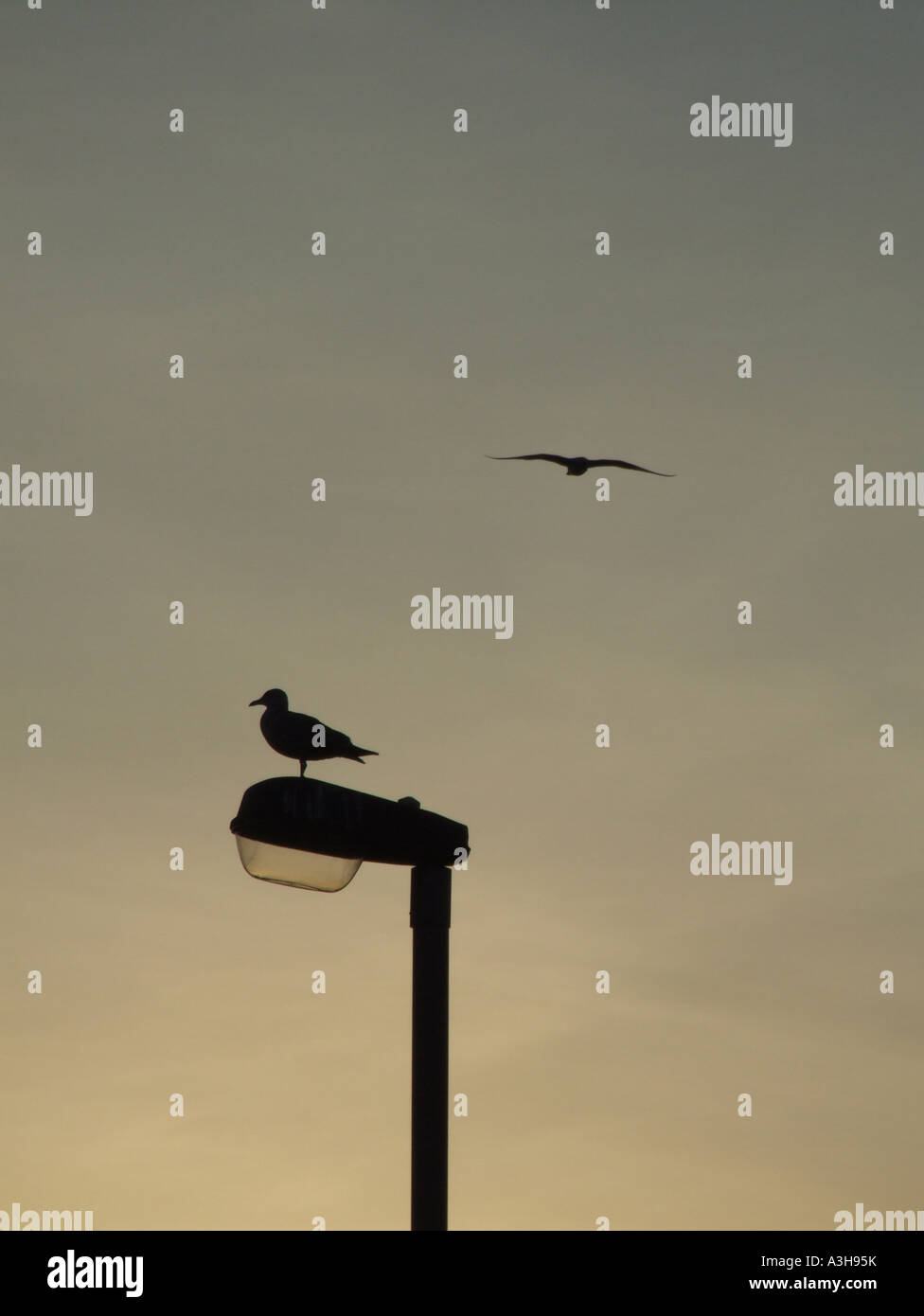 bird on lamp post in morning sun Stock Photo - Alamy
