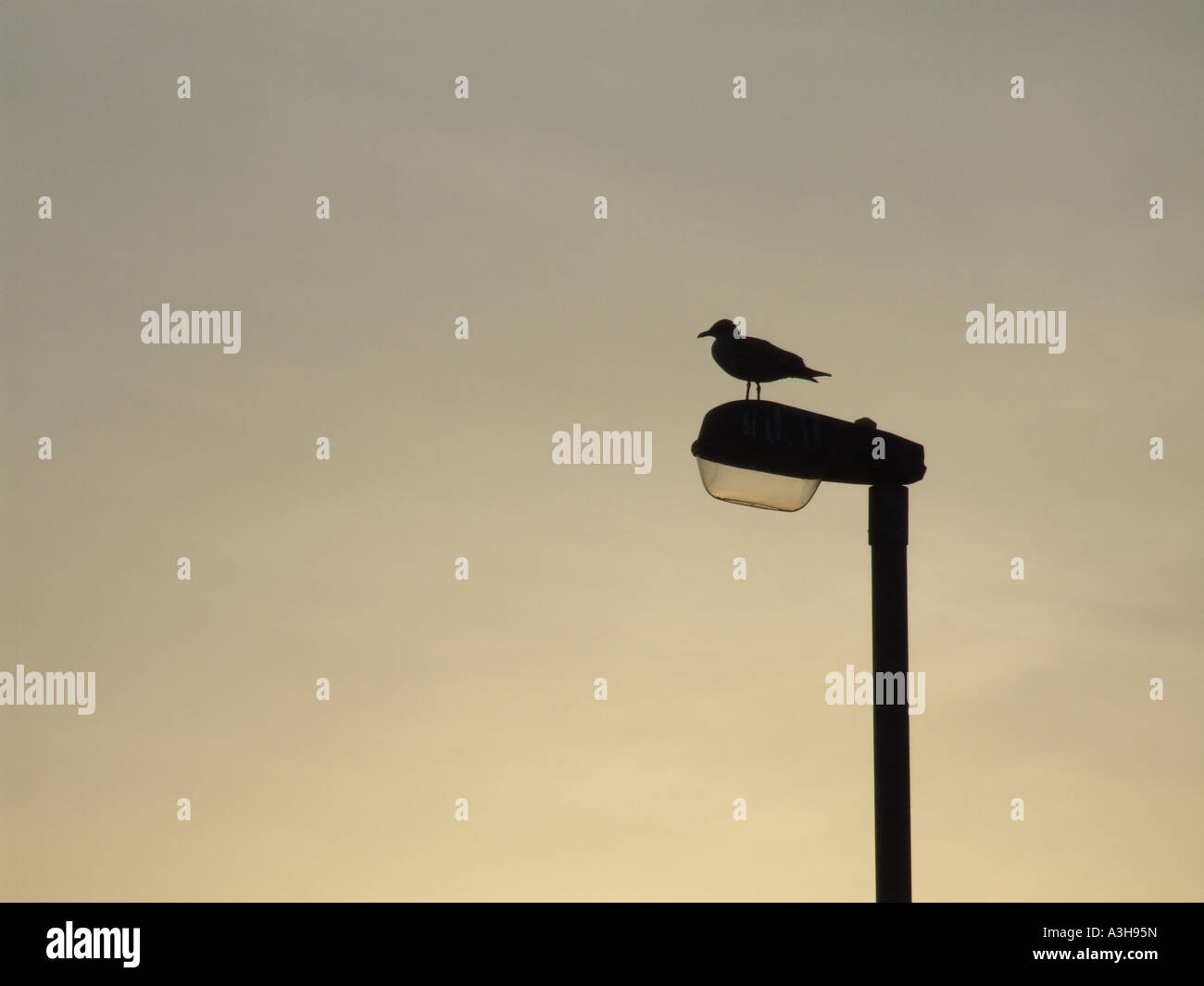 bird on lamp post in morning sun Stock Photo - Alamy
